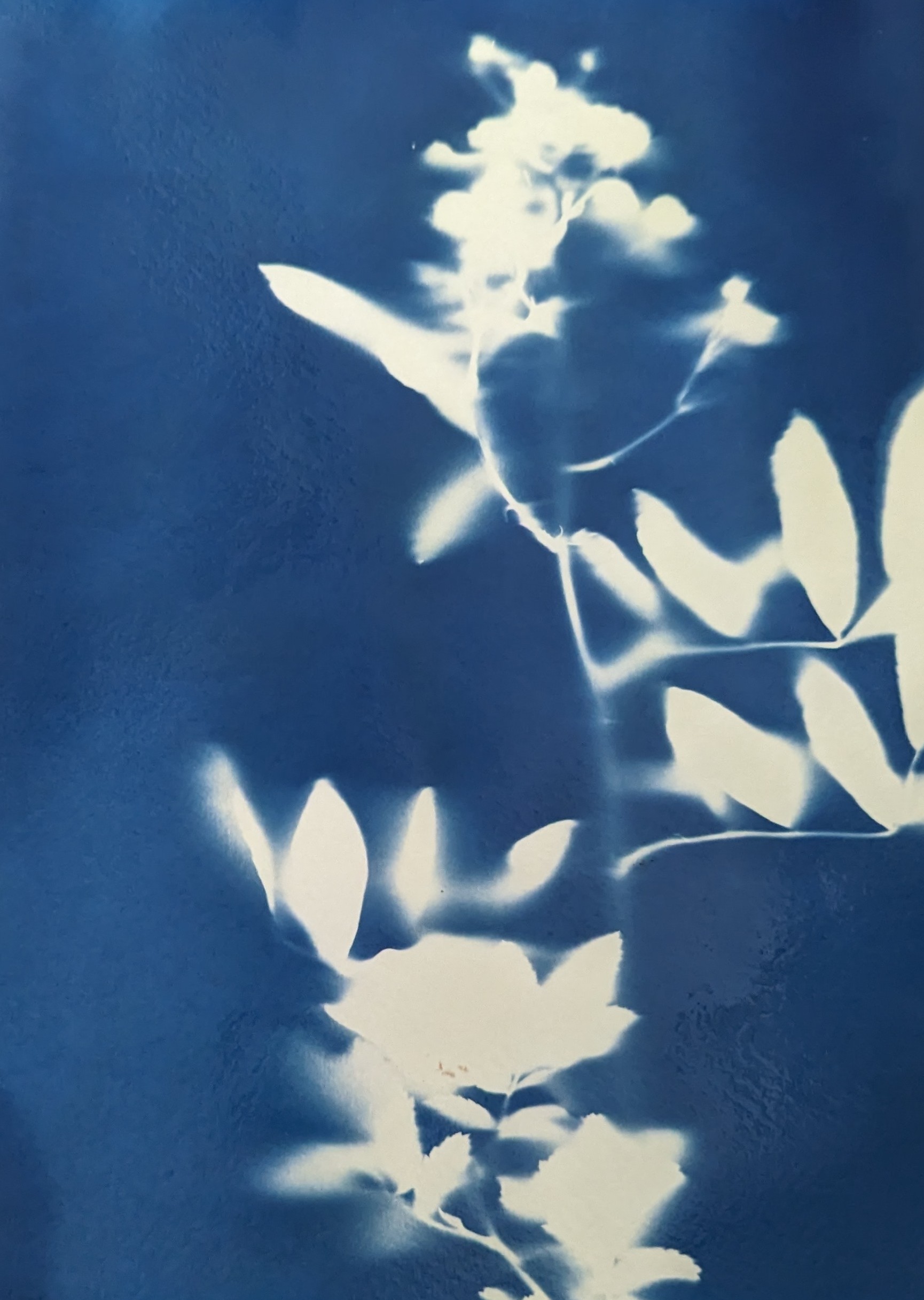 Cyanotypes – Rachel Bakewell Artist